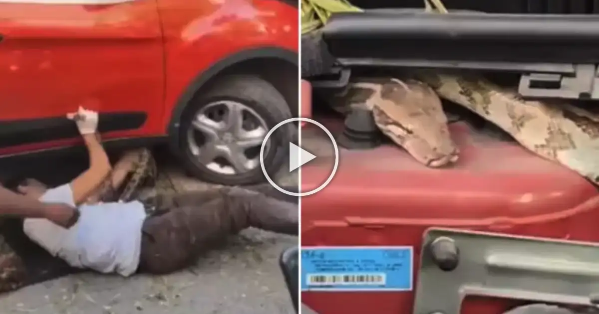 6 Foot Long Python Rescued from Car engine at Delhi Animal Video ...