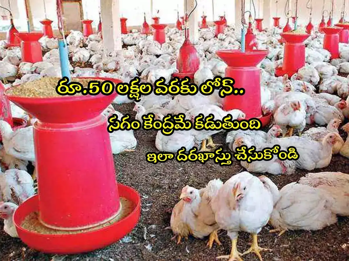 Govt Provide Rs 50 Lakh loan With 50% subsidy for poultry farming under national livestock ...