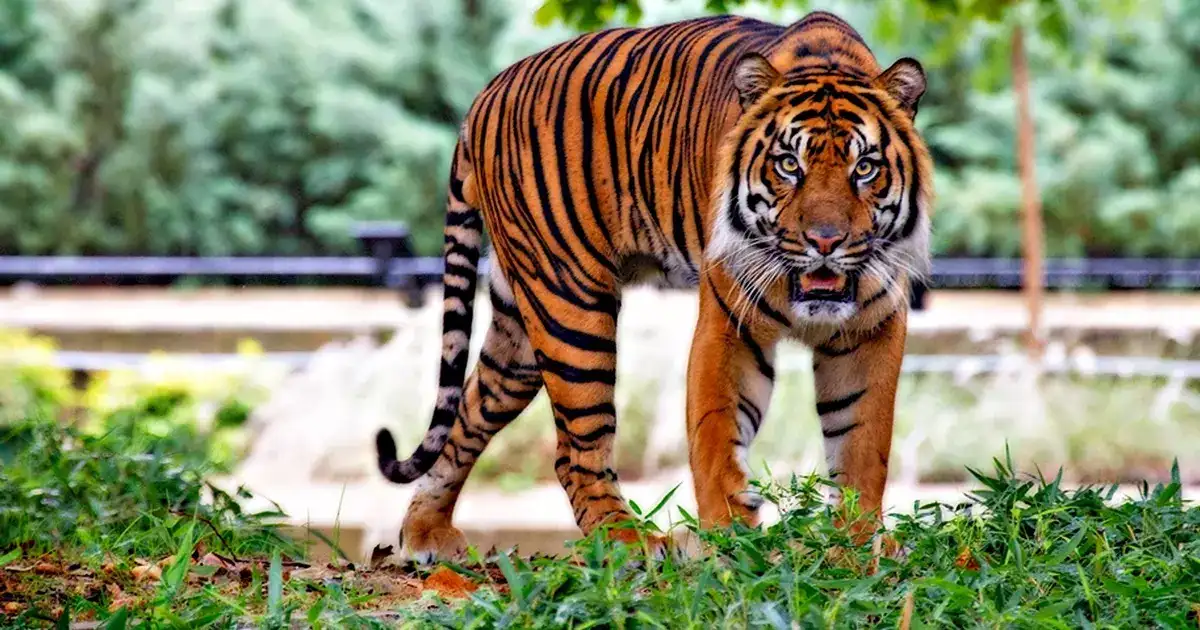 Tiger In Wayanad,വയനാട്ടില്‍ വീണ്ടും കടുവ ഭീതി; മാനന്തവാടി പിലാക്കാവില് ...