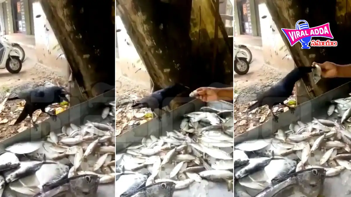 Crow Bargaining,కాకి తెలివి.. వ్యాపారితో బేరమాడి మరీ నచ్చిన చేపను ...