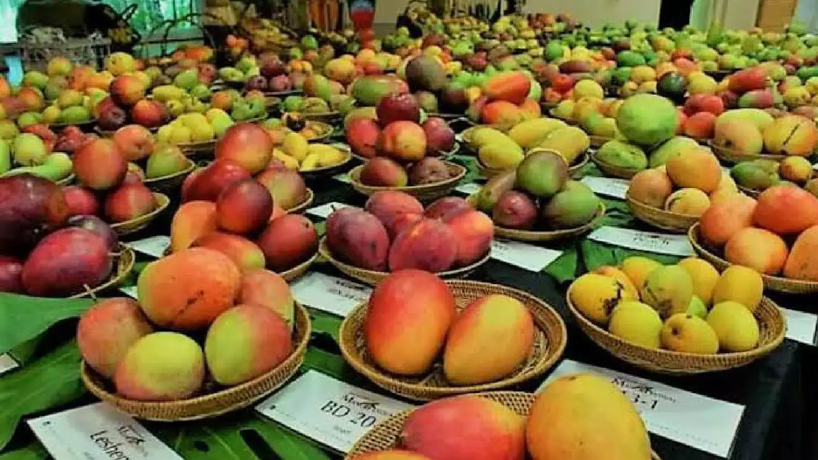 ಮೈಸೂರಿನಲ್ಲಿ ಮಾವು ಮೇಳದ ಸಿದ್ಧತೆ ಹೇಗಿದೆ,Mango Mela: ಆಹಾ, ಮೈಸೂರಲ್ಲಿ ಮಾವು ...