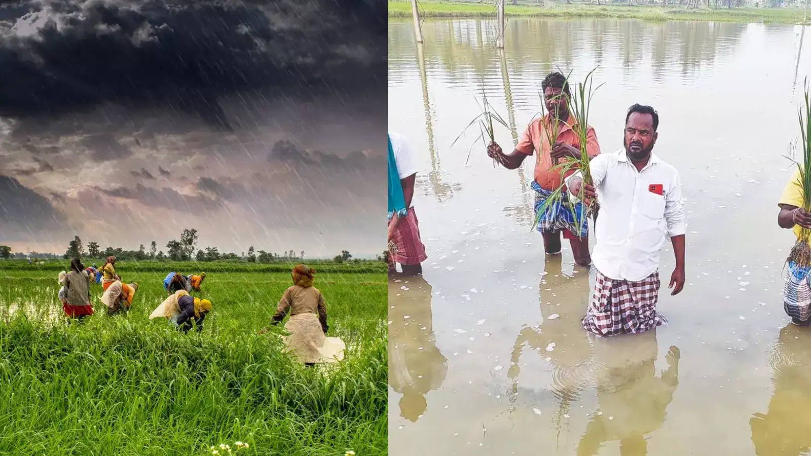 Cauvery Delta Heavy Rain GK Vasan Urge TN Govt : டெல்டாவில் கனமழை.. நீரில் மூழ்கும் நெற்பயிர்கள் ...