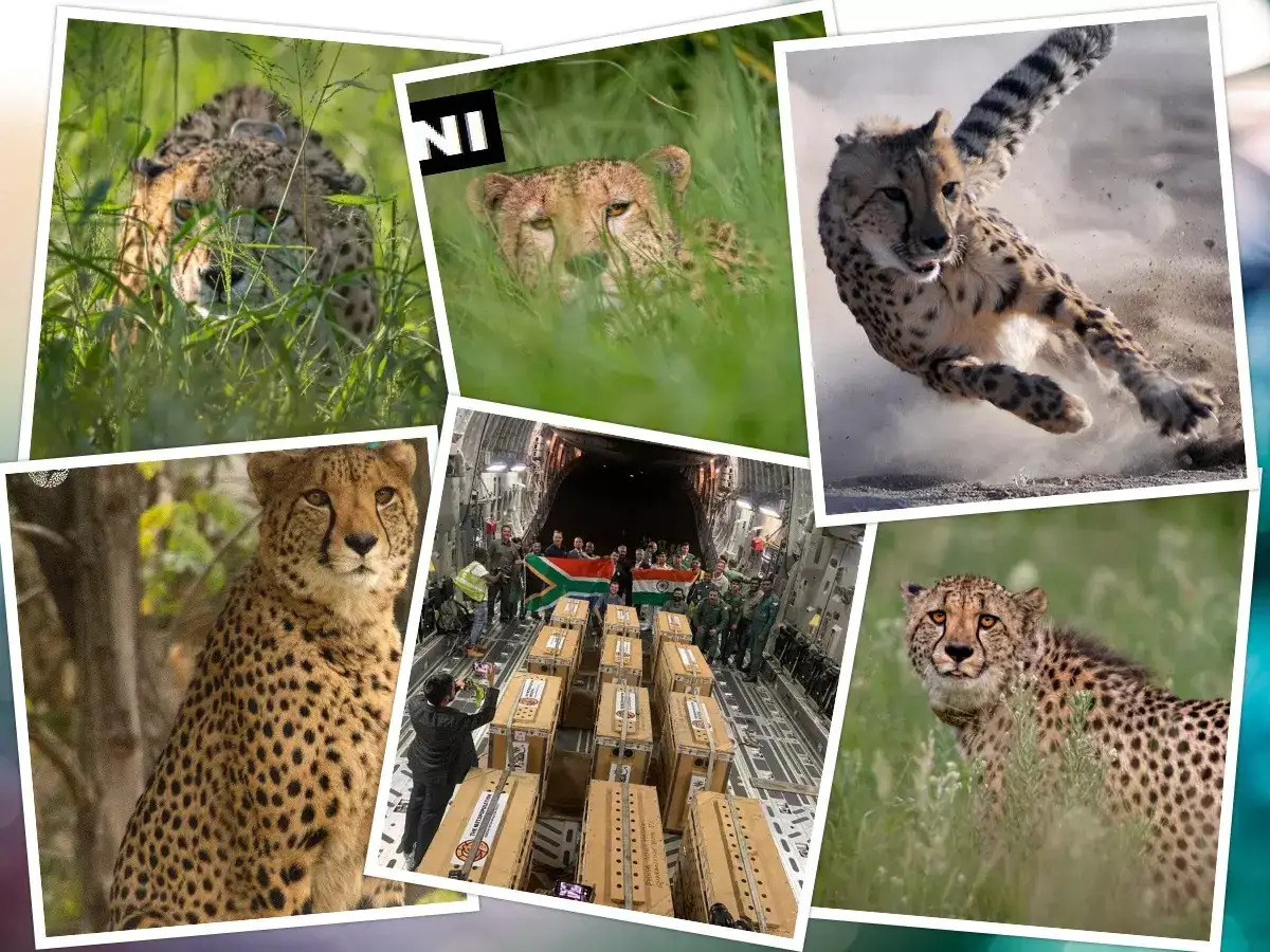 Cheetah: దక్షిణాఫ్రికా నుంచి IAF విమానంలో వచ్చిన 12 చీతాలు.. నమ్మలేని ...