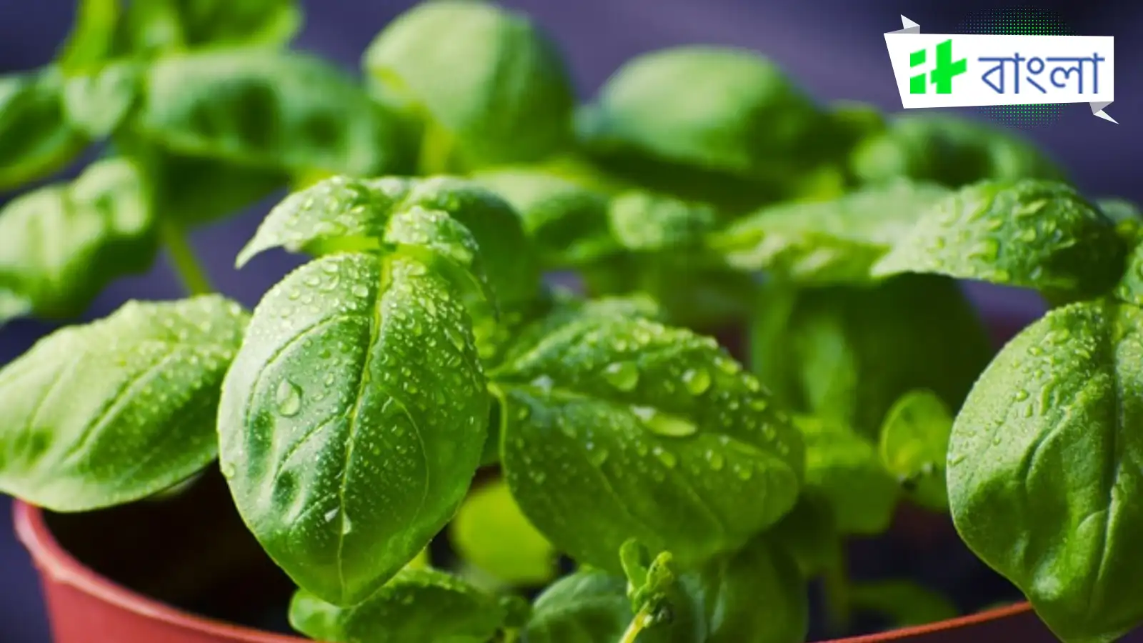 Basil Leaves Benefits,এই পাতার গুণেই কমে যাবে মেদ, কী ভাবে ব্যবহার ...