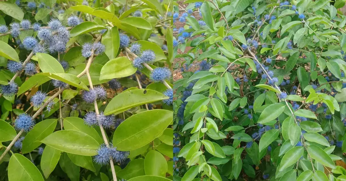 Kayamboo Blooms,കണ്ണന്റെ കായാമ്പൂ വീണ്ടും ഗ്രാമങ്ങളിൽ പൂത്തുലയുന്നു ...