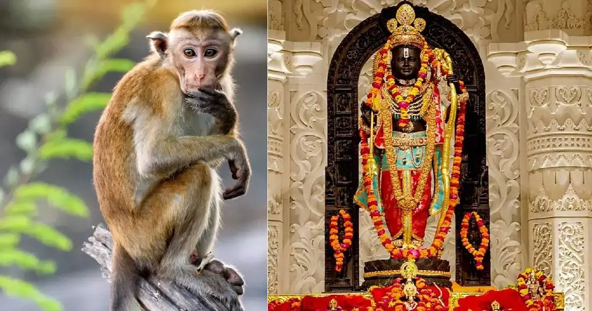 Monkey Visiting Ram Lala Ram Mandir,ശ്രീകോവിലിൽ കുരങ്ങ് പ്രവേശിച്ചു ...