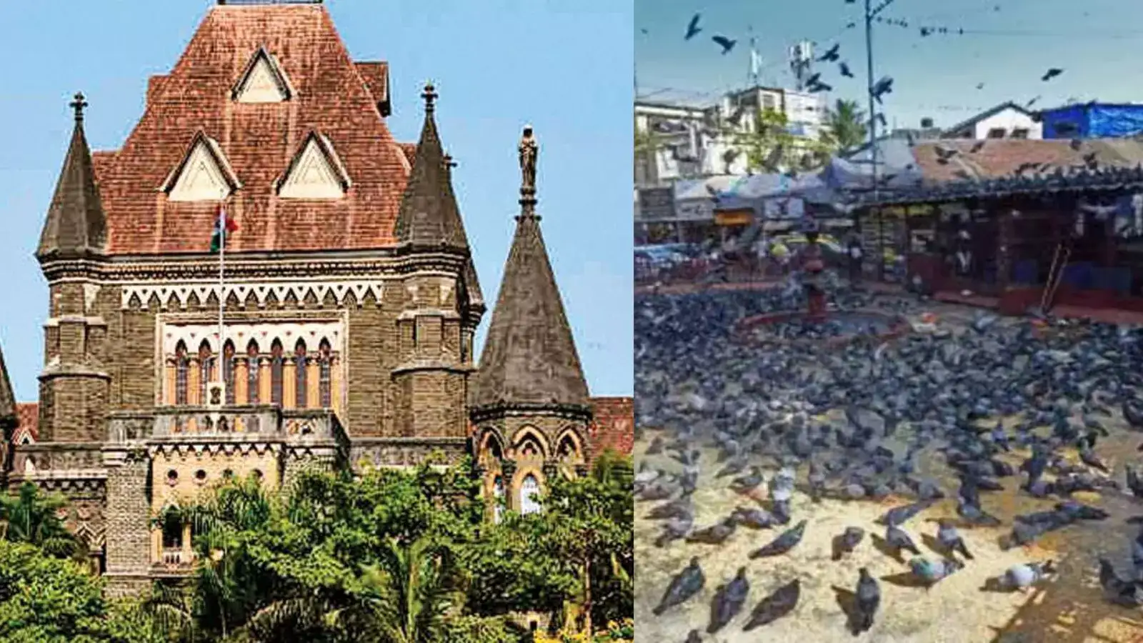Twist in Dadar Kabutar Khana Case After BMC New Arguments in Bombay ...