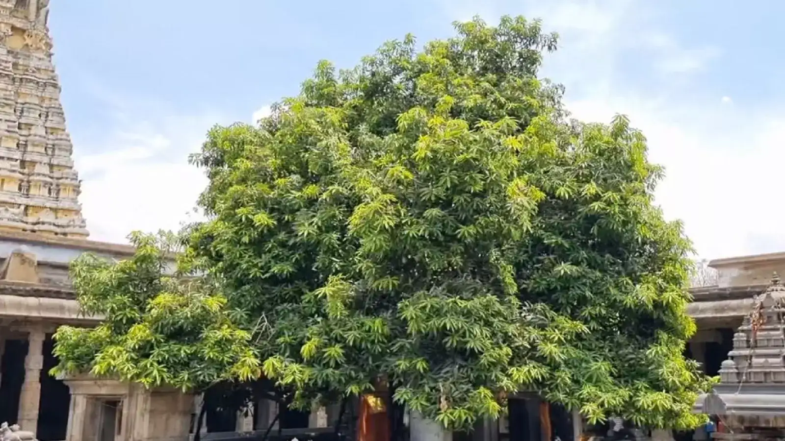 Ekambaranatha Temple Mango Tree,காஞ்சி ஏகாம்பரநாதர் கோவில்: 3,500 ...
