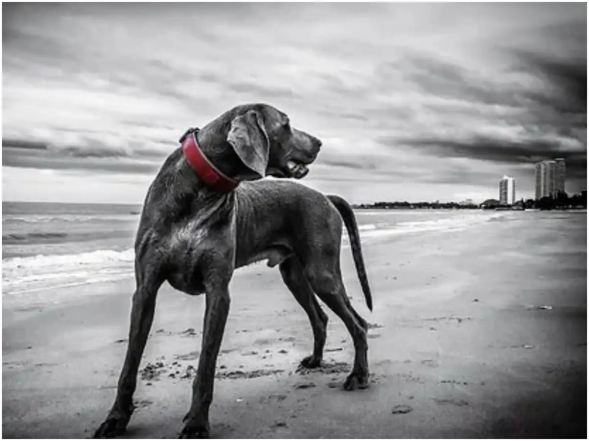 Saudi Arabia News Malayalam,അഞ്ച് തെരുവുനായ്ക്കള്‍ ചേര്‍ന്ന് സൗദിയില് ...