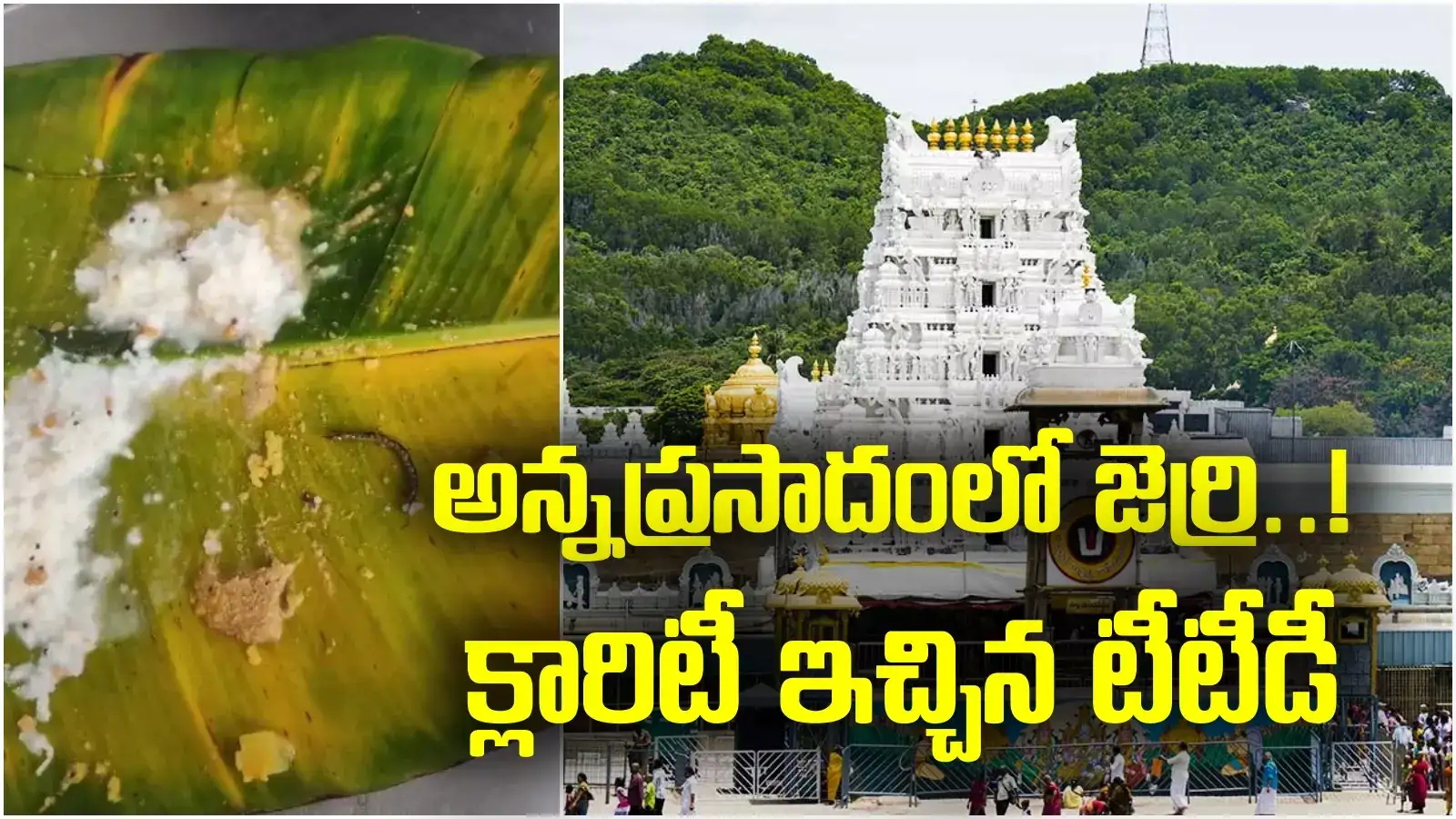 Jerri In Tirumala Annaprasadam,తిరుమల శ్రీవారి అన్నప్రసాదంలో "జెర్రి ...