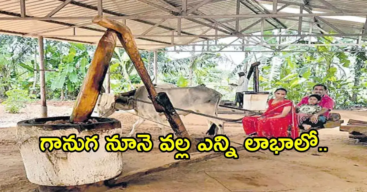 Cold Pressed Oil,Ganuga oil: ఓల్డ్ ఈజ్ గోల్డ్.. గానుగ నూనె వల్ల ఇన్ని ...