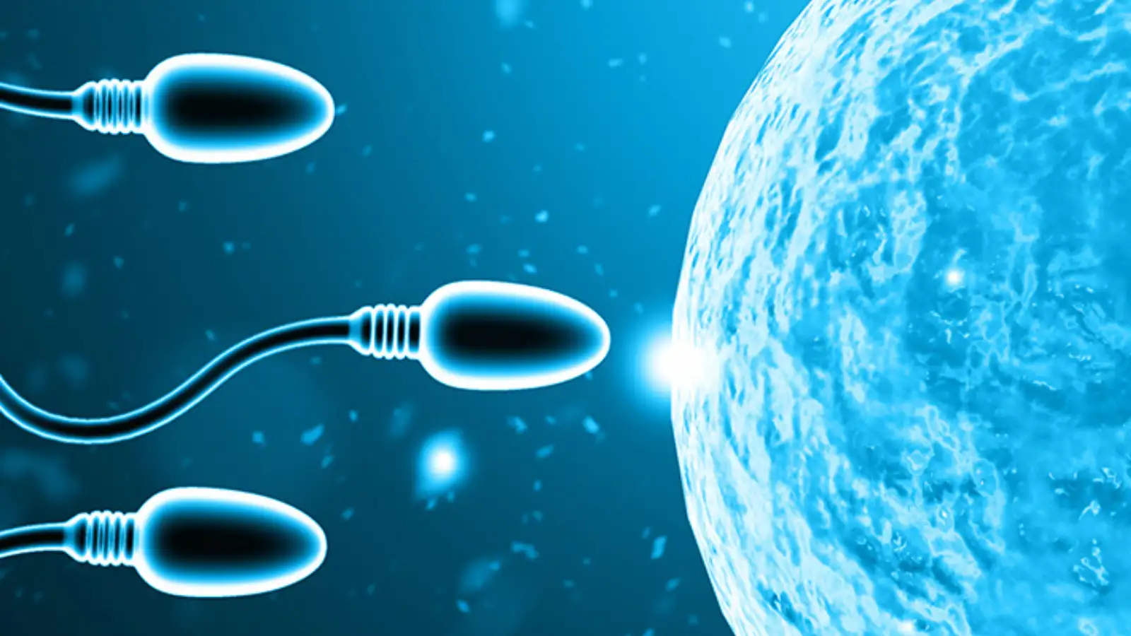 How Seminal Fluid Supports Fertility and Conception