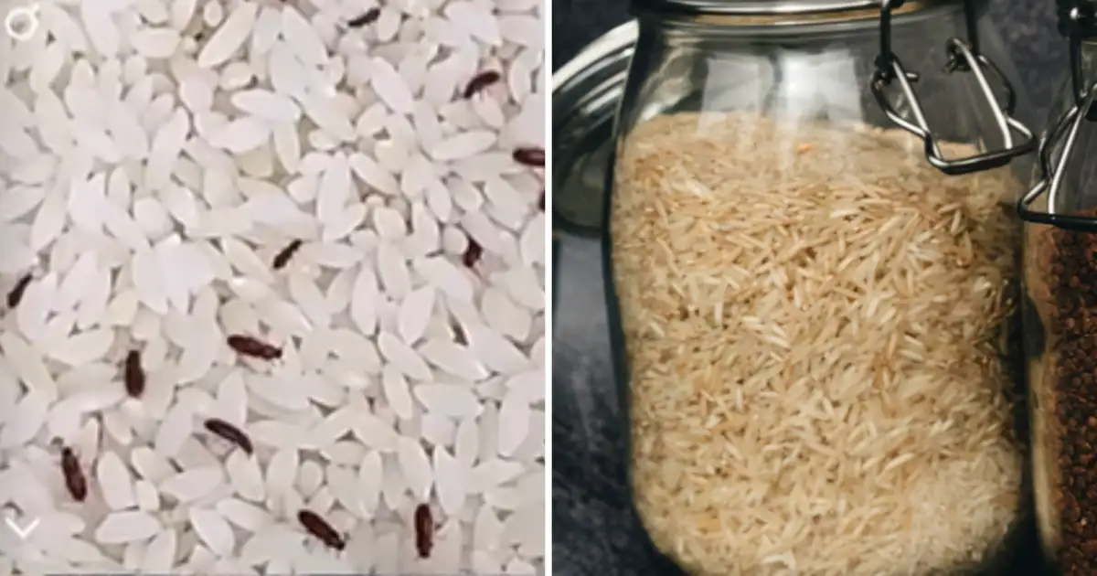 Chawal Ko Ghun Se Bachane Ka Natural Tarika,चावल में नहीं लगेगा 1 भी ...