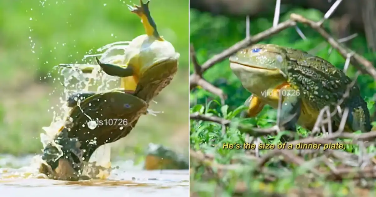 Animal Video: गर्लफ्रेंड मिळवण्यासाठी बेडकांमध्ये हाणामारी, WWE सारखं ...