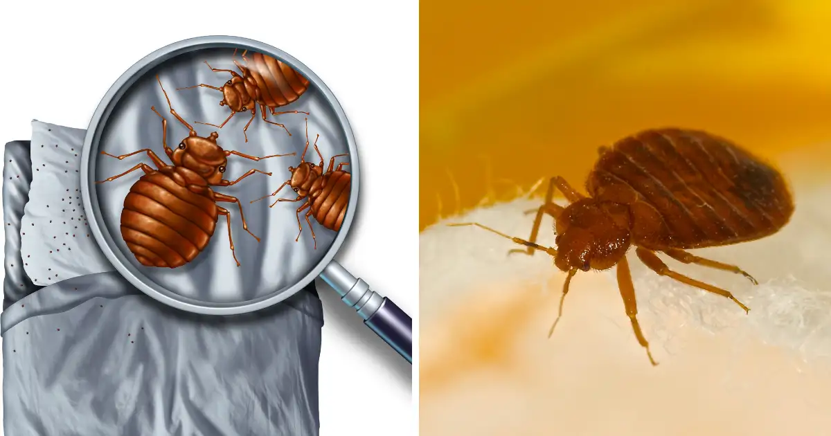 Khatmal Bhagane Ka Ramban Upay,खटमल को भगाने का मिल गया रामबाण उपाय, एक ...