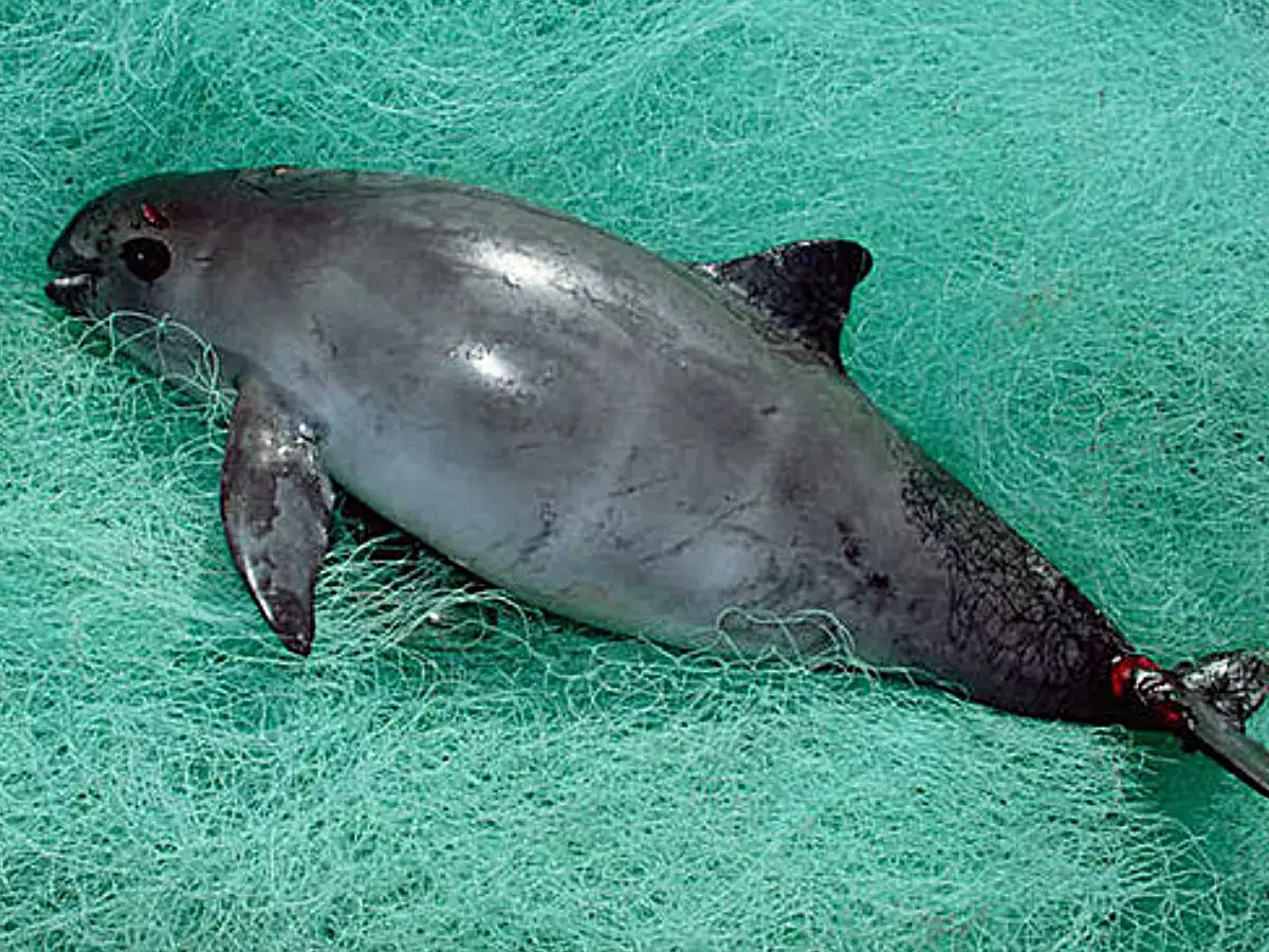 Totoaba Fish Life Threat: Threat To The Existence Of The World Smallest ...