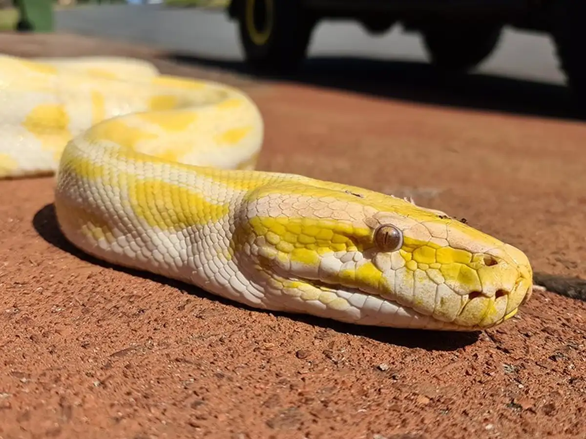 Snake Smuggling,பைத்தான் பாம்பை பாக்கெட்டில் வைத்து கடத்திய பலே ...