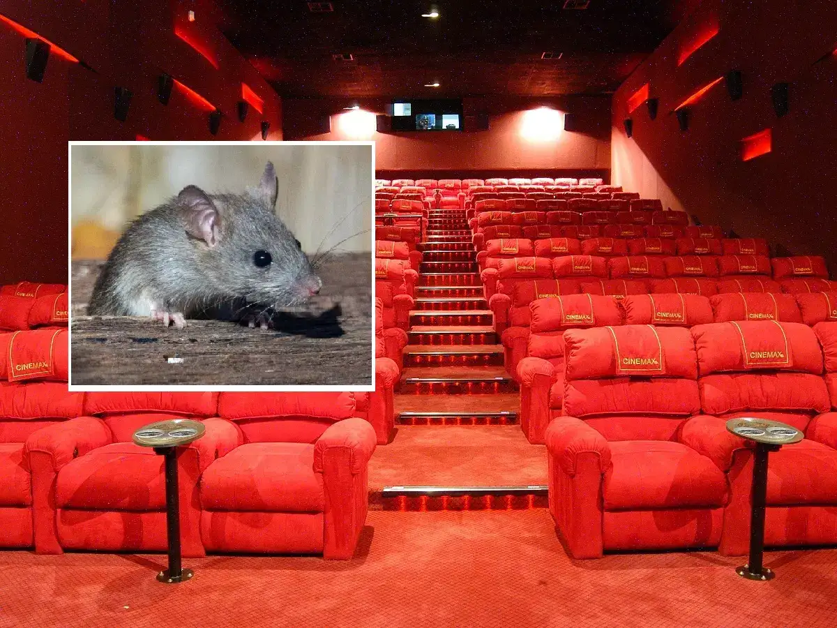 Rat Bite In Cinema Hall,థియేటర్‌లో మహిళను కరిచిన ఎలుక.. రూ.60,000 ఫైన్ ...
