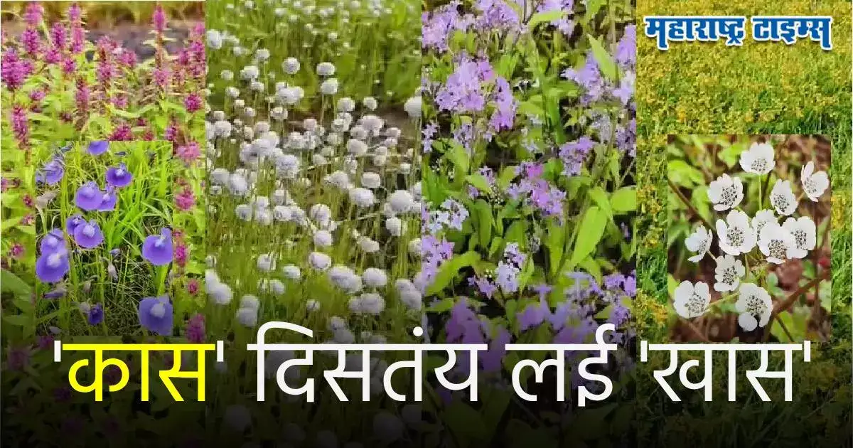 Satara Kas Pathar Kaas Plateau Sahyadri sub cluster of the western ...