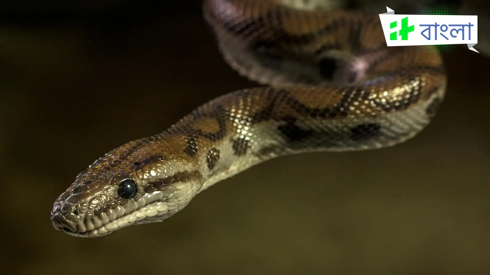 Viral Snake News,ফসলখেতে কাজে গিয়ে ২৩ ফুট লম্বা অজগরের গ্রাসে প্রৌঢ়া ...