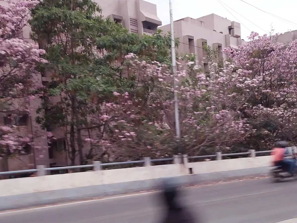 Bengaluru Spring Season Road Trip,അടിമുടി പൂത്തുലഞ്ഞ് നില്‍ക്കുവല്ലേ ...