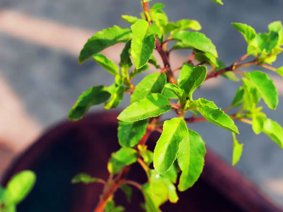 Tulsi Root: ಮನೆಯಲ್ಲಿ ಒಂದಾದರೂ ತುಳಸಿ ಬೇರನ್ನು ಇಟ್ಟುಕೊಳ್ಳಿ..! ಯಾಕೆ ಗೊತ್ತಾ ...