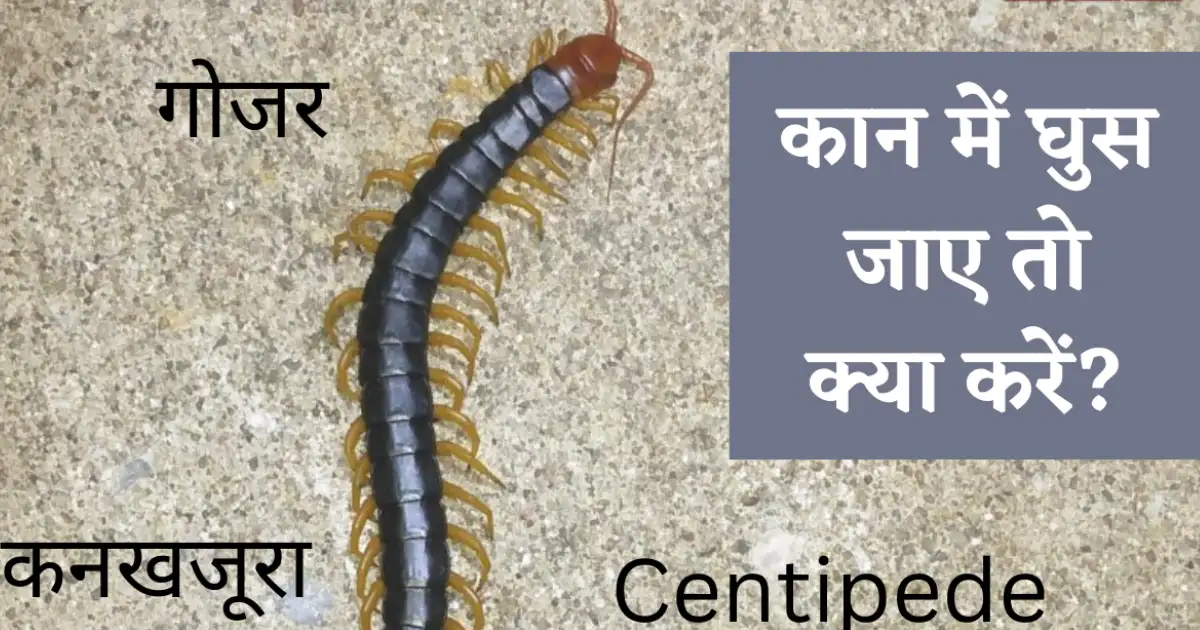 jungle news kankhajura centipede can enter in ear how safely remove ...