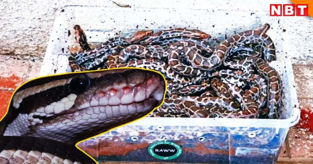 Mumbai Baby Python News,पुलिया के नीचे मिले 22 अंडे, 37 दिन बाद उनमें ...