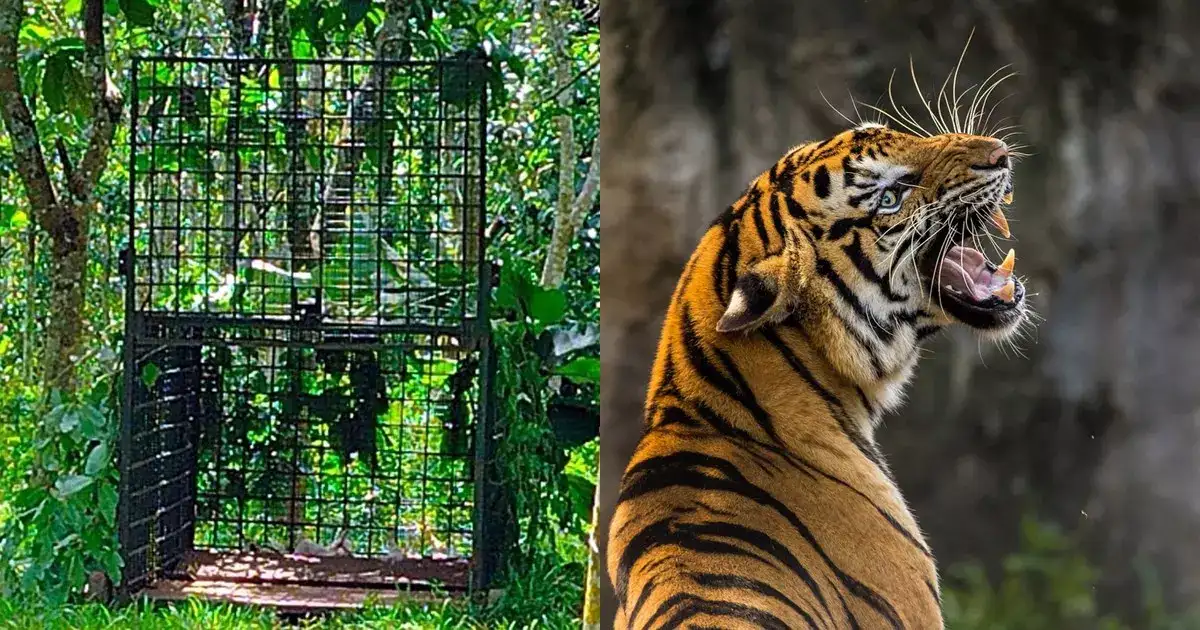 Wayanad Tiger News,മൂരി, പശു, നൂറോളം കോഴികൾ, രണ്ട് നായ; വളർത്തുമൃഗങ്ങളെ ...