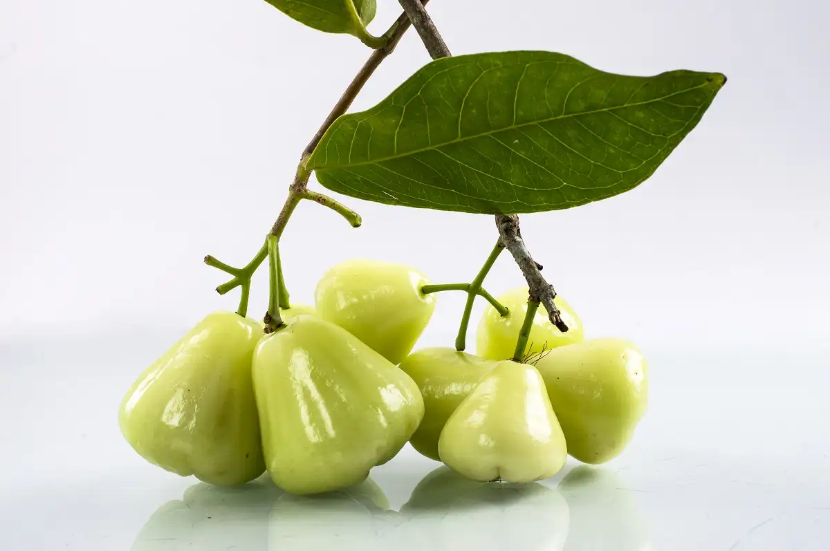 Jambu Nerale,ಜಂಬು ನೇರಳೆ ಹಣ್ಣಿನ ಪ್ರಯೋಜನಗಳನ್ನು ತಿಳಿಯಿರಿ - all you want to ...