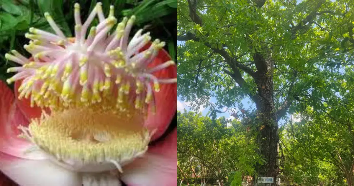 बिहार: सावन से पहले कर लीजिए शिव के प्रिय 'शिवलिंगी फूल' के दर्शन ...