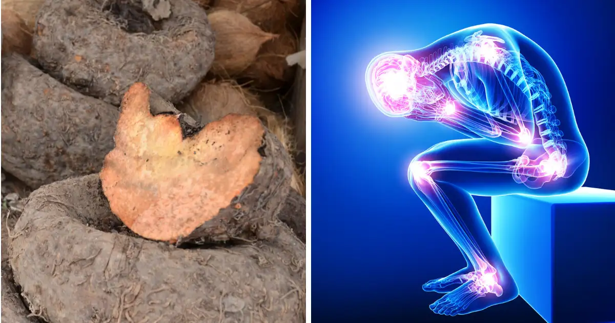 Suran Vegetable Elephant Foot Yam Health Benefits and Nutrition ...