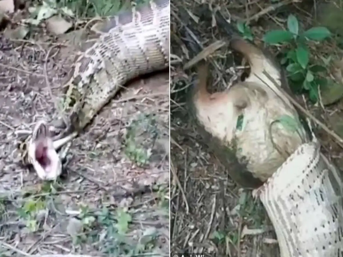 Python Eats Goat,వీడియో: మేకను మింగేసిన కొండచిలువ.. చివరికి ఇలా బయటకు ...