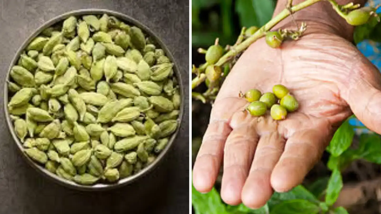 Benefits of chewing cardamom : மூன்று வேளை சாப்பாட்டுக்கு பிறகு ...