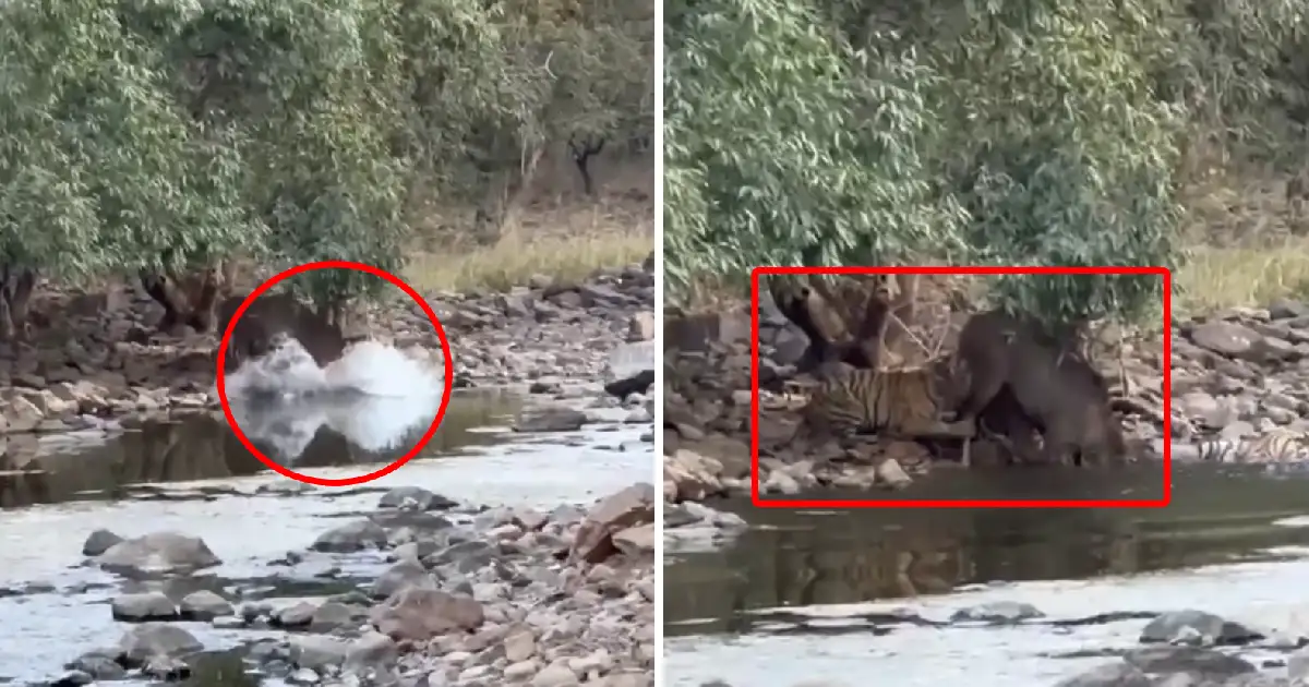 Tiger Cubs hunting Deer in Ranthambore Animal Video Viral | वाघाच्या ...