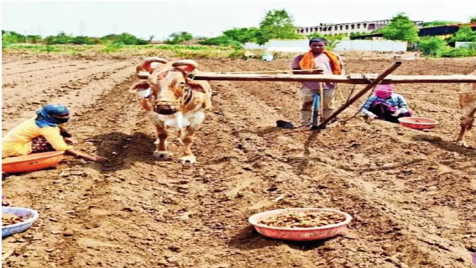 phulambri taluka farmers prefer ginger cultivation ; फुलंब्रीत अद्रक ...