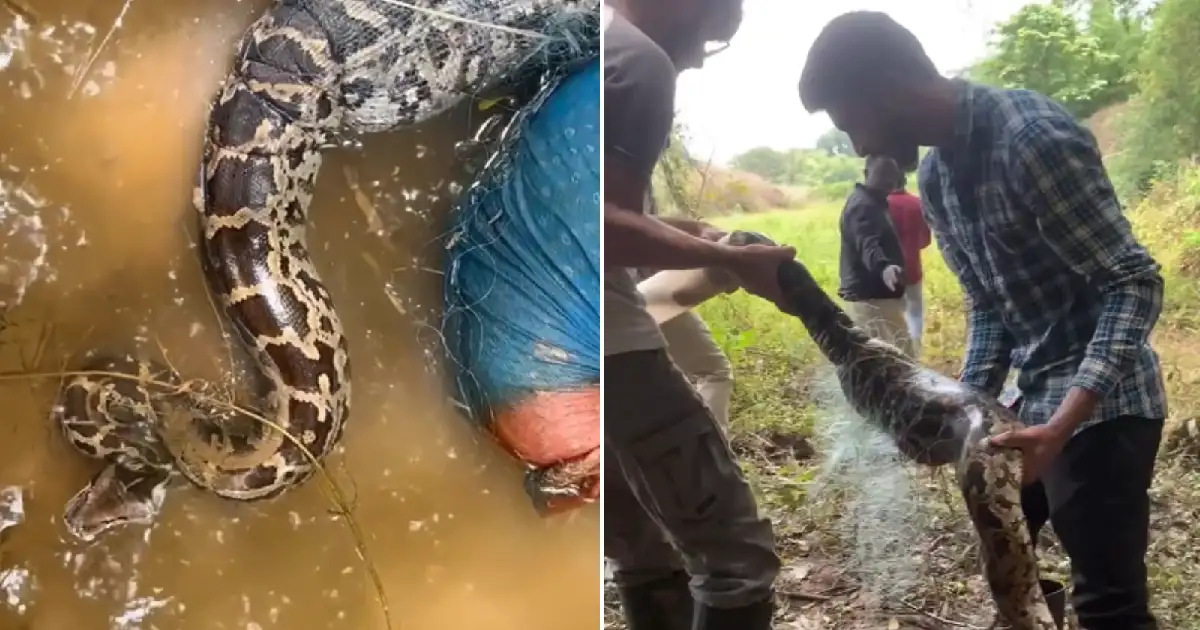 7 Foot Python While Fishing Snake Video Goes Viral: नदीत मासेमारी ...