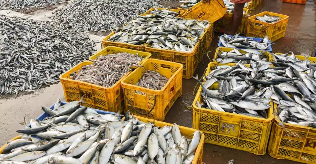 Rotten Fish Has Been Shipped To Kerala From Karnataka Andhra Pradesh ...