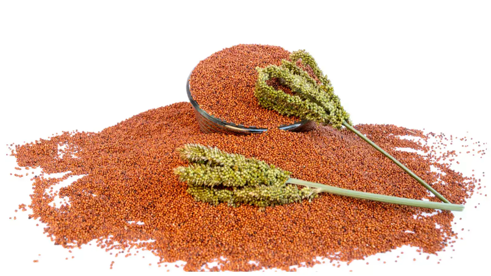 Sprouted Ragi Flour Benefits,Finger Millets : రాగులని మొలకల్లా చేసి ...