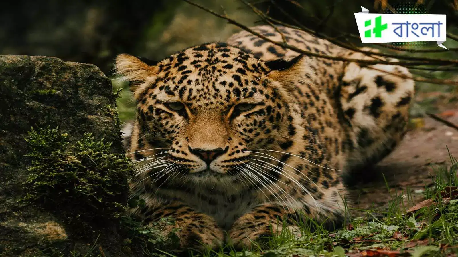 Viral Leopard Video,আবর্জনা থেকে খাবার খাচ্ছে লেপার্ড! ভাইরাল হওয়া ...