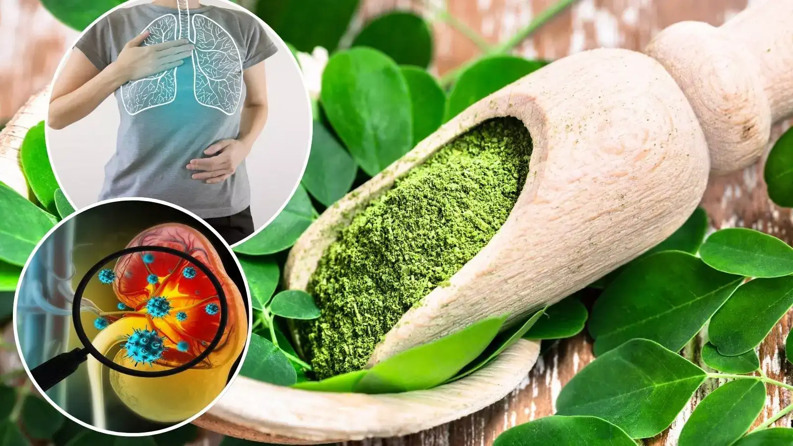 How Moringa Supports Lung And Kidney Naturally Reduce Cortisol Levels ...