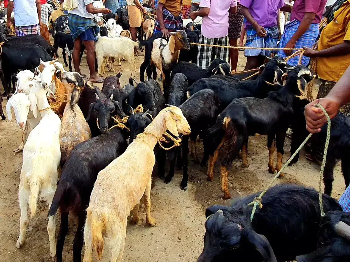 Vellakoil Goat Market,தீபாவளி டிமாண்ட்.. விடிய விடிய ஆட்டுச் சந்தை.. ரூ ...