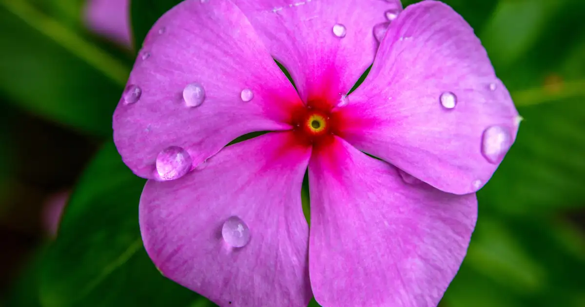 हद से ज्यादा फायदेमंद है ये पौधा, बन जाता है शुगर की दवा, पुरानी से ...