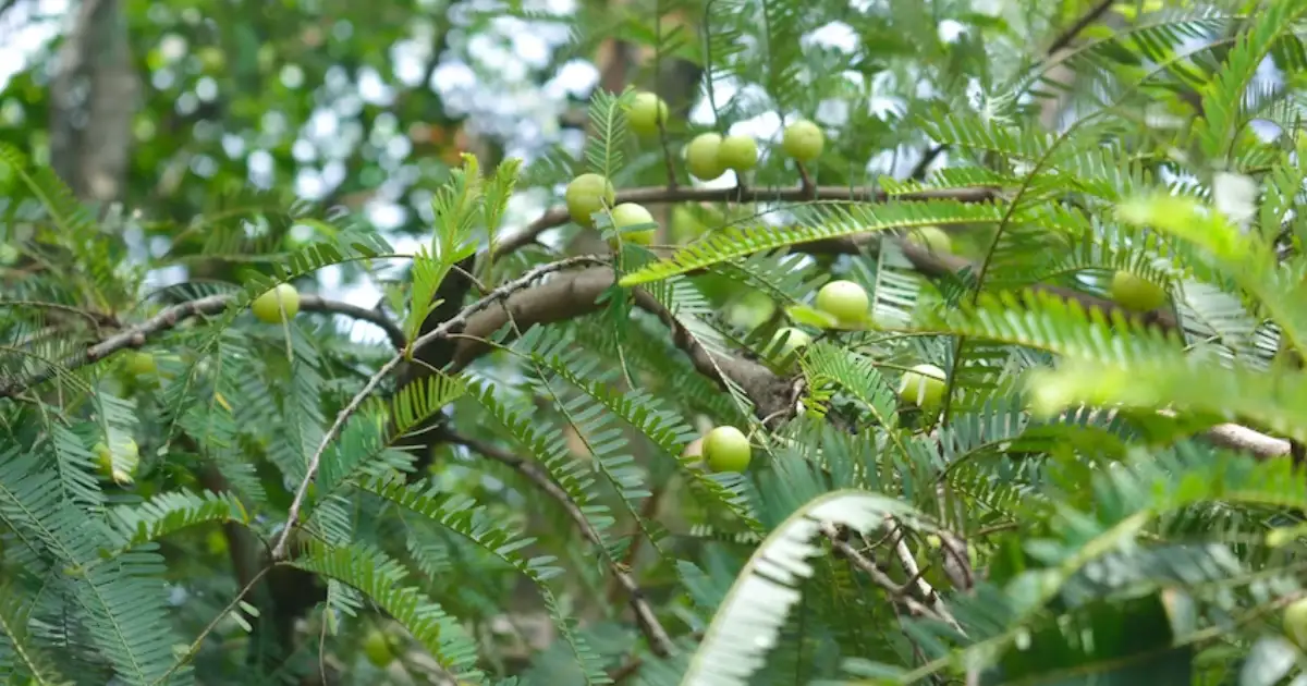 Amla Tree Can Be Planted To Eradicate Poverty,ദാരിദ്ര്യത്തെ അകറ്റി നിര് ...
