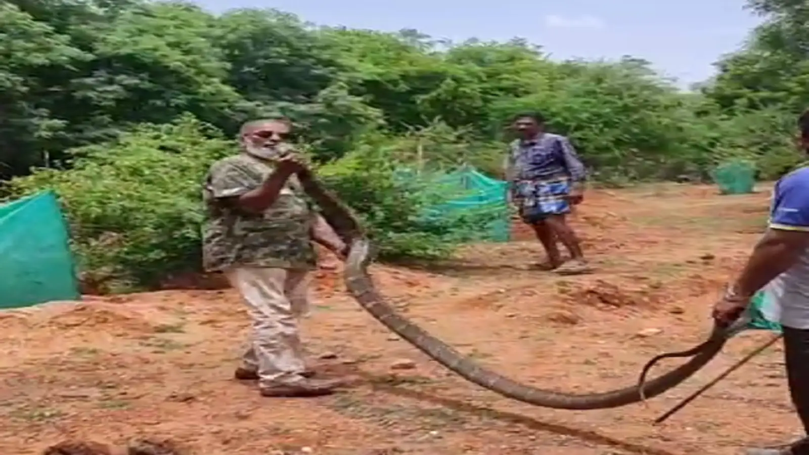 சிறுமுகை வனச்சரகம்; 12 அடி நீளம் கொண்ட ராஜநாகம் மீட்பு....! - rescue of ...