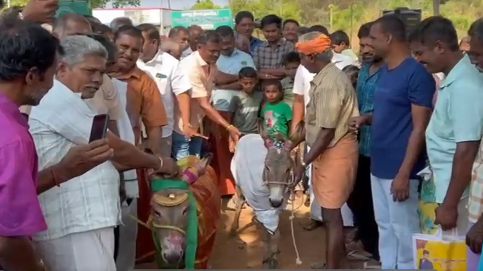 Donkey Marriage,கோவை: மழை வர வேண்டி கழுதைகளுக்கு திருமணம்! - marriage ...