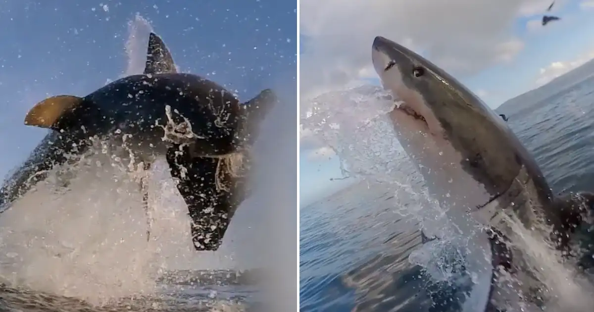 Animal Video How do shark hunting fish - शार्कनं आकाशात उडी मारून केली ...