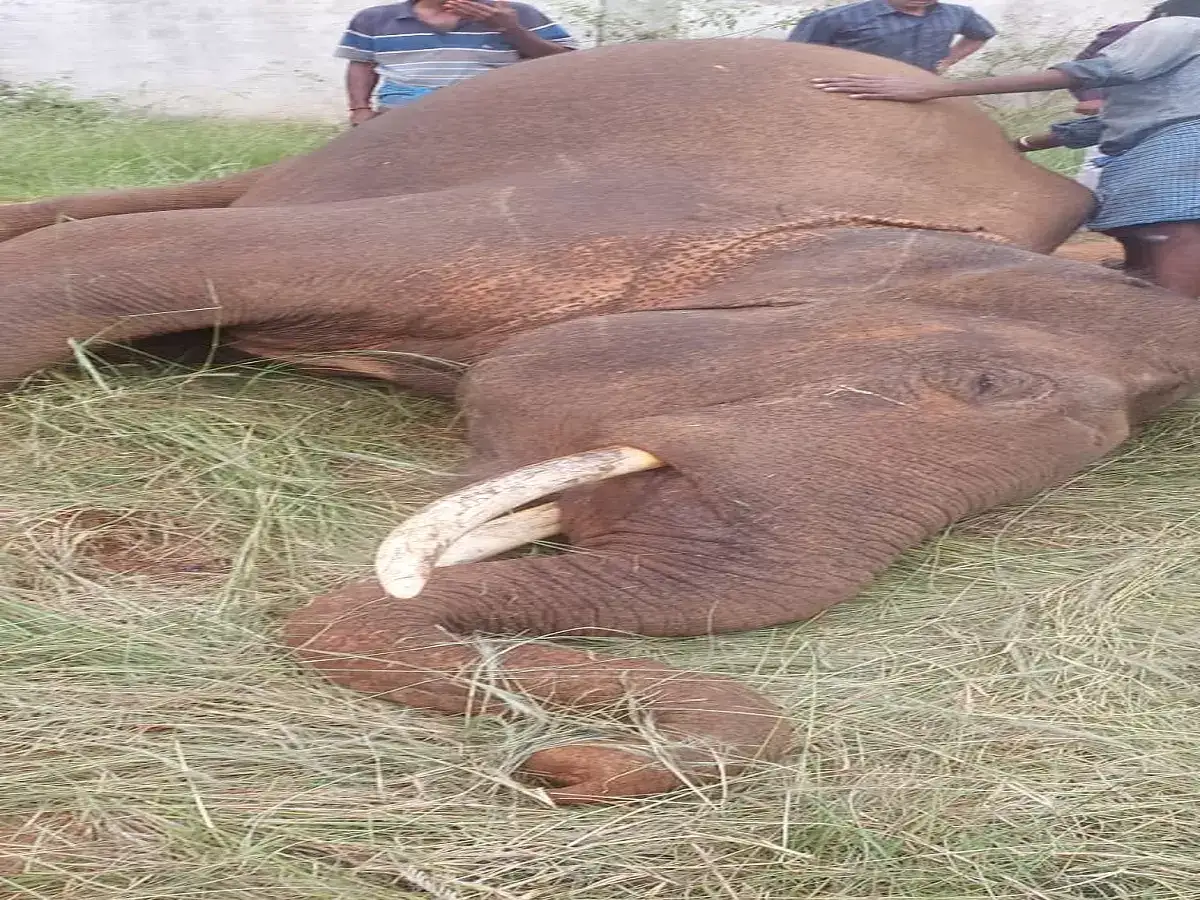 Elephants Died,இரண்டு காட்டு யானைகளிடையே ஏற்பட்ட மோதலில் ஆண் யானை ...