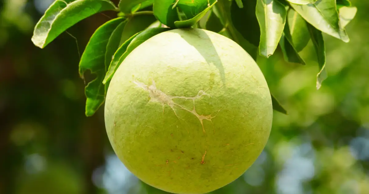 Bel Patra Tree In Home,Bel Patra Tree: ಮನೆಯಲ್ಲಿ ಬಿಲ್ವಪತ್ರೆ ಗಿಡವನ್ನು ...