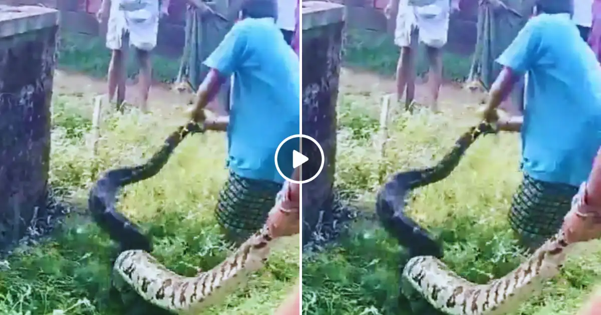 Snake Viral Video | Karnataka Python Rescue Viral Video: बहादुर बच्चे ने Python रेस्क्यू करने ...